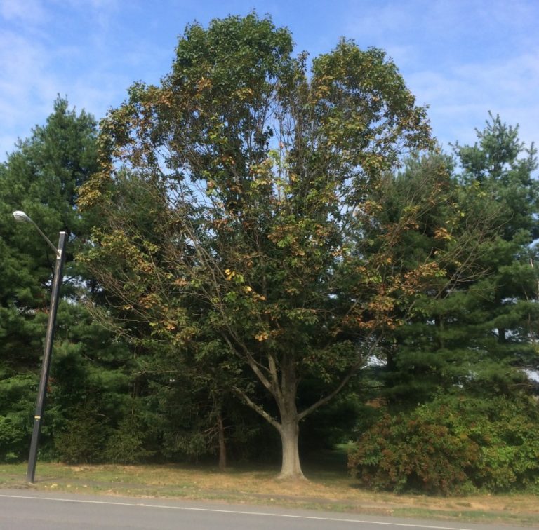 Merit Tree Injection - TREE-TECH, Inc.